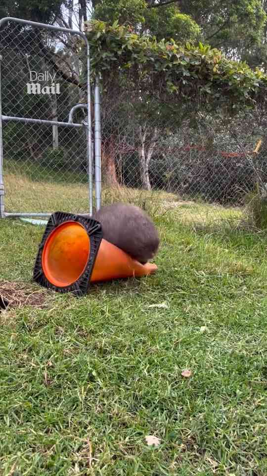 Wombat resists routine in playful, dramatic moment