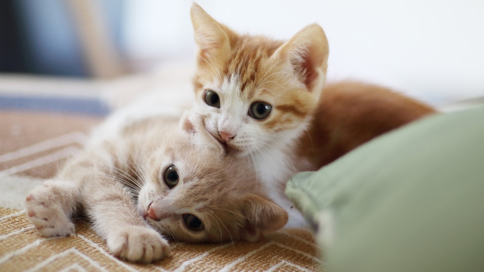 Cats remain the most popular pets among Germans