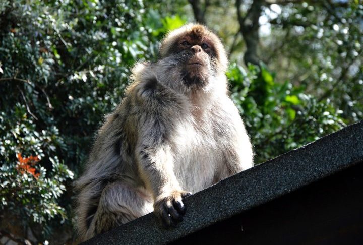 Estudo mostra que macacos de Macaco-de-Gibraltar vêm adotando dieta ...
