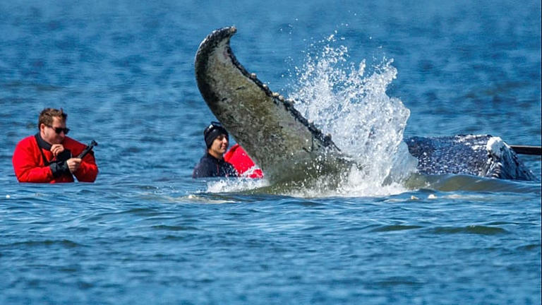 German bid to rescue 'Timmy' the whale stranded off Baltic coast passes ...