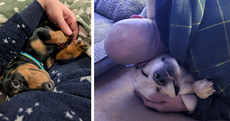 20 cuddly puppers and pawrent pics pawfect for dog moms and dads ...