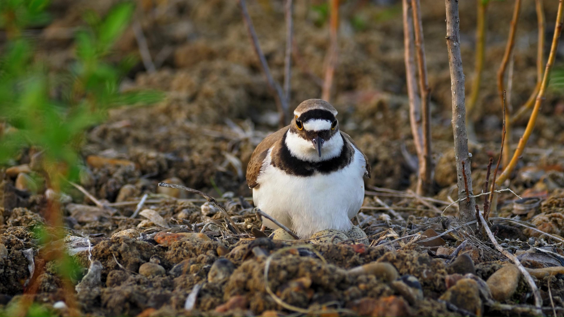 Cómo este pájaro protege sus huevos en el suelo