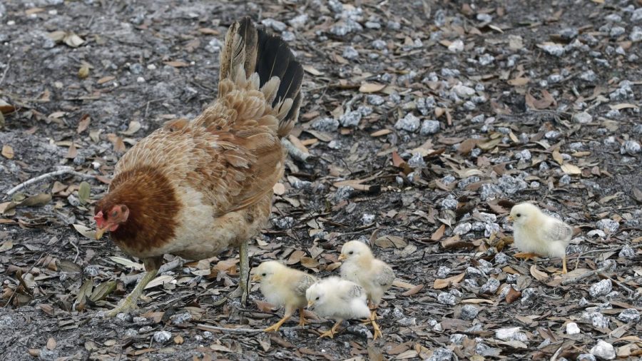 Cases of drug-resistant salmonella, several among kids, linked to ...