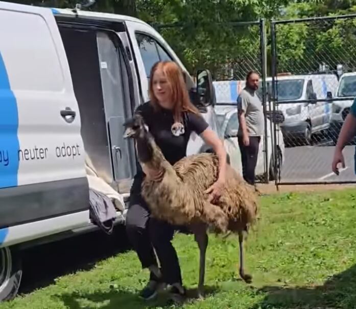 Emu rescued by Nashville animal control