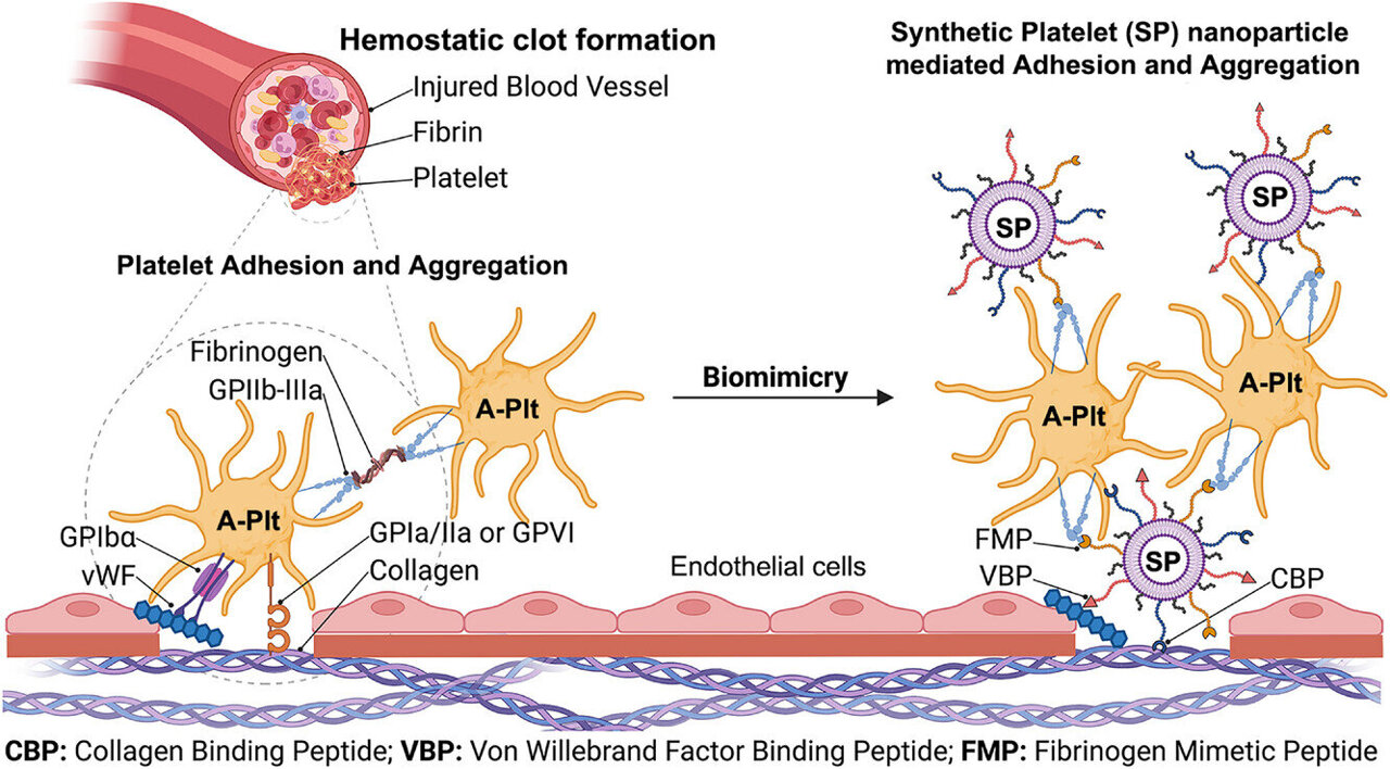 First-ever freeze-dried artificial platelets are shelf-stable and ...