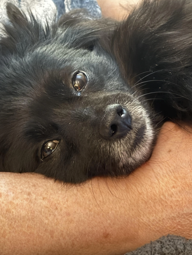 20 cuddly puppers and pawrent pics pawfect for dog moms and dads ...
