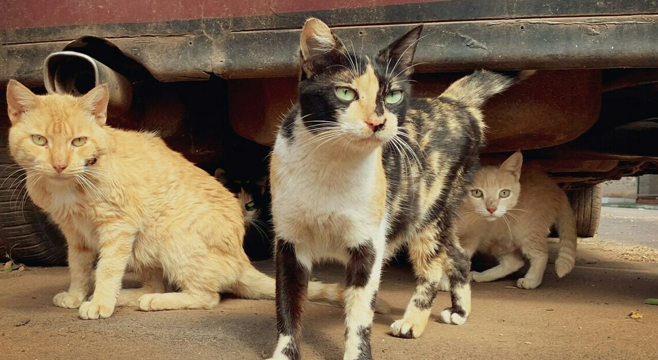 Gatti trucidati in rituali macabri, due ritrovamenti a distanza di ...