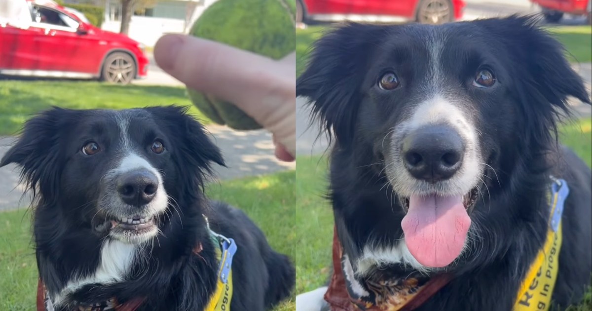 Border Collie's Reaction Before & After Seeing Ball Goes Viral