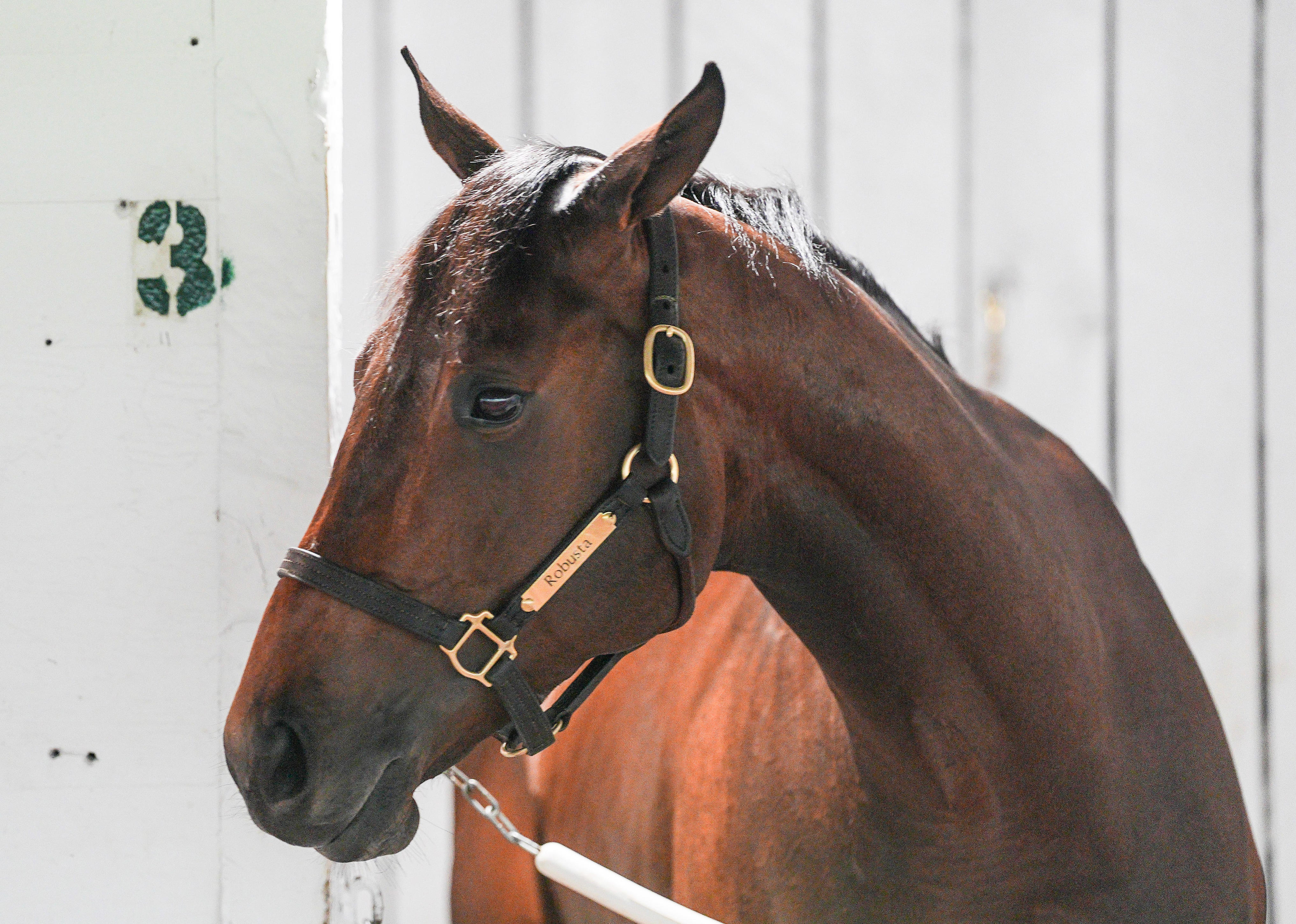 Preakness Stakes 2026 betting guide, expert picks from Ed DeRosa