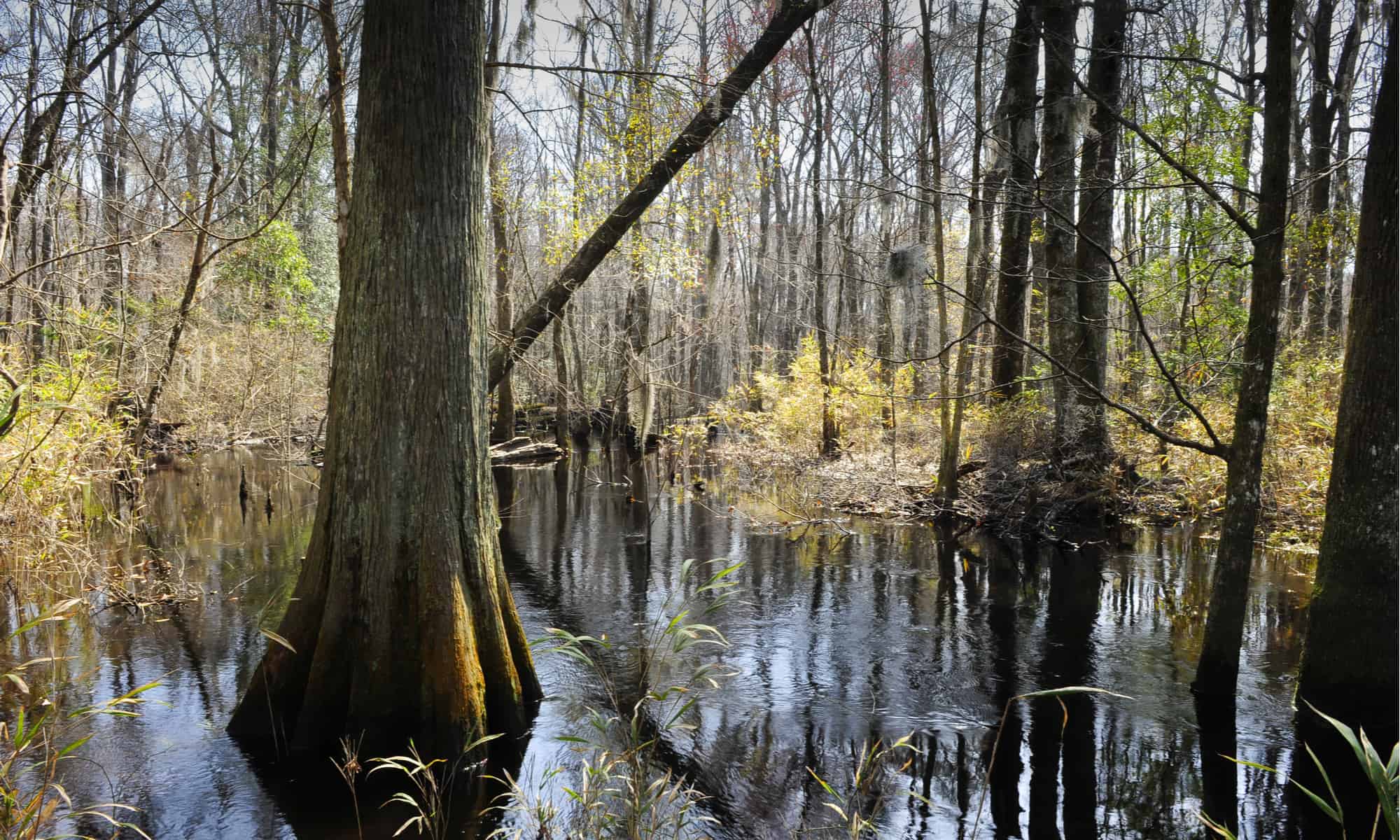 This worm-like snake uses a lure to ambush prey, including young alligators