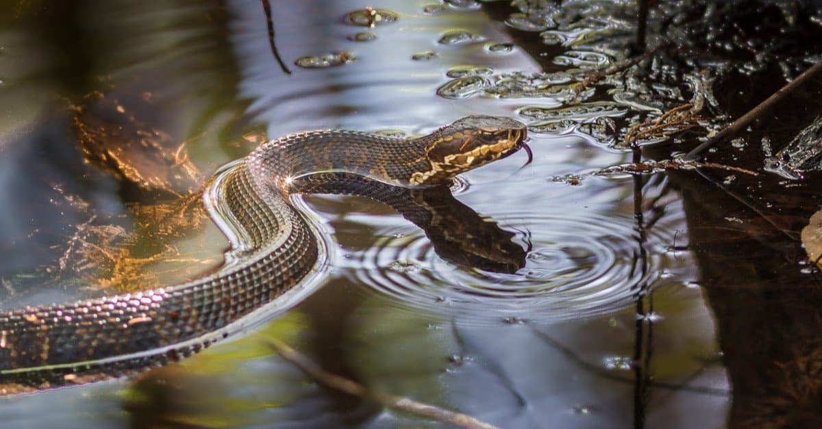 This worm-like snake uses a lure to ambush prey, including young alligators