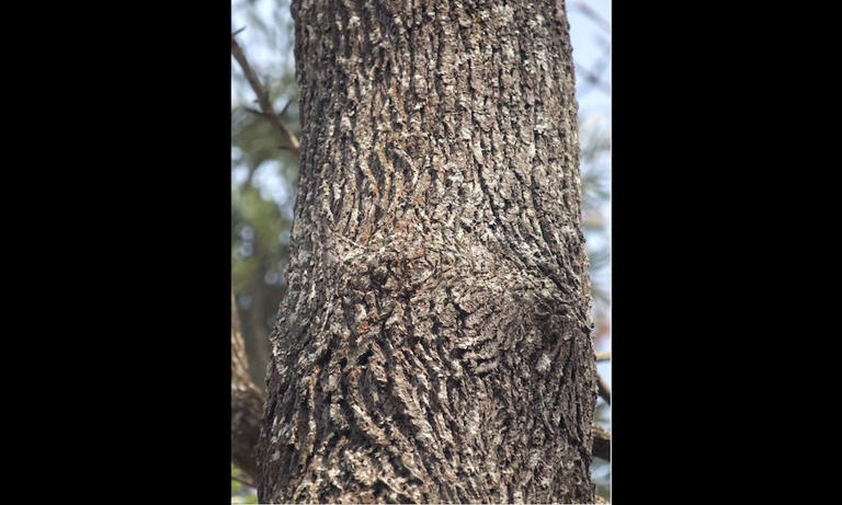 Can you spot the 'flying' creature? Hint: It's not an owl