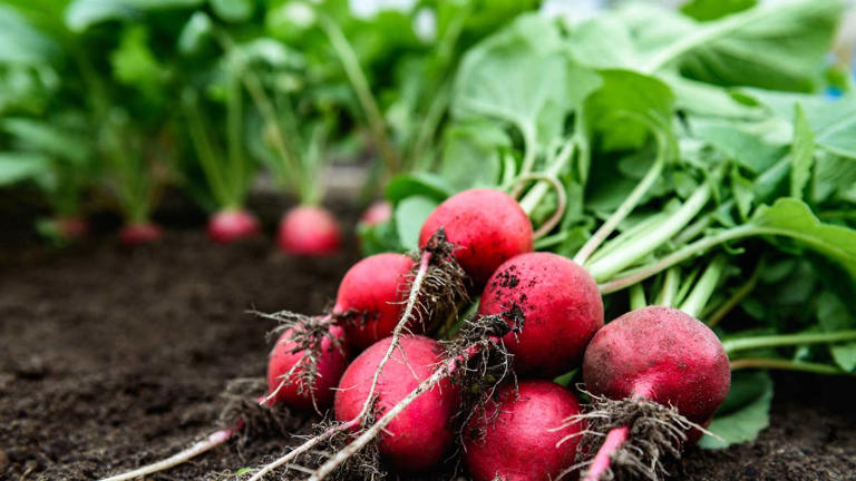 This simple pickled radish recipe may just inspire extra planting this ...