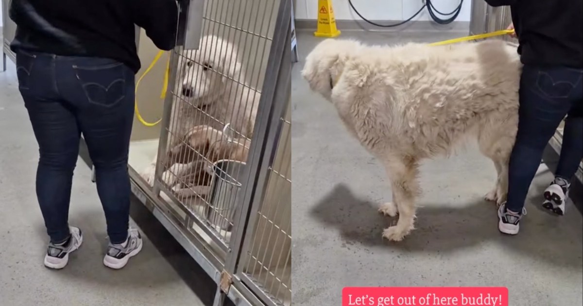 Shelter Dog Feels Safe & Chosen Just as Meant To Be After Kept Promise