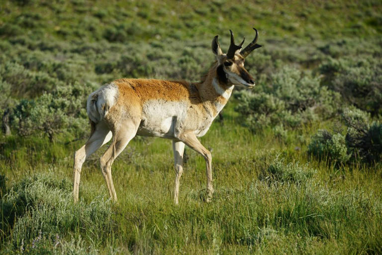 Scientists say these wild animal “facts” people repeat are more ...