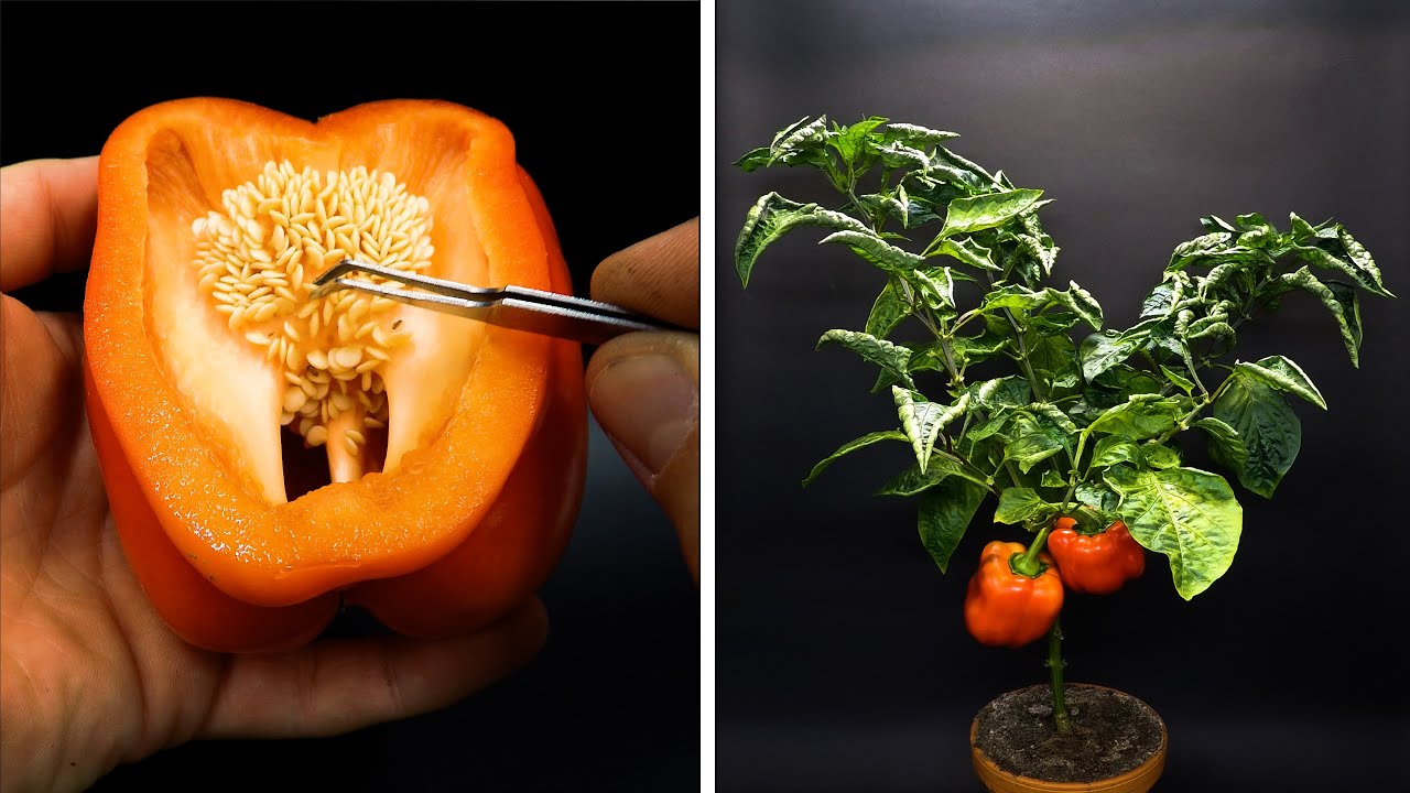 Red bell pepper in 115 days
