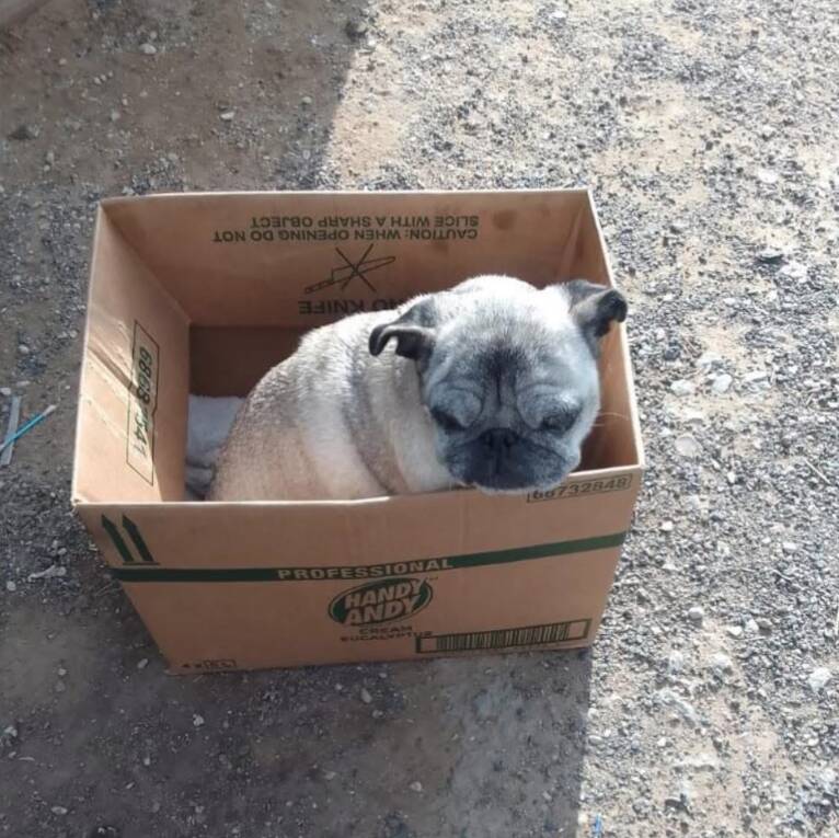 Woman passes a wet cardboard box on her way home — then a small head ...