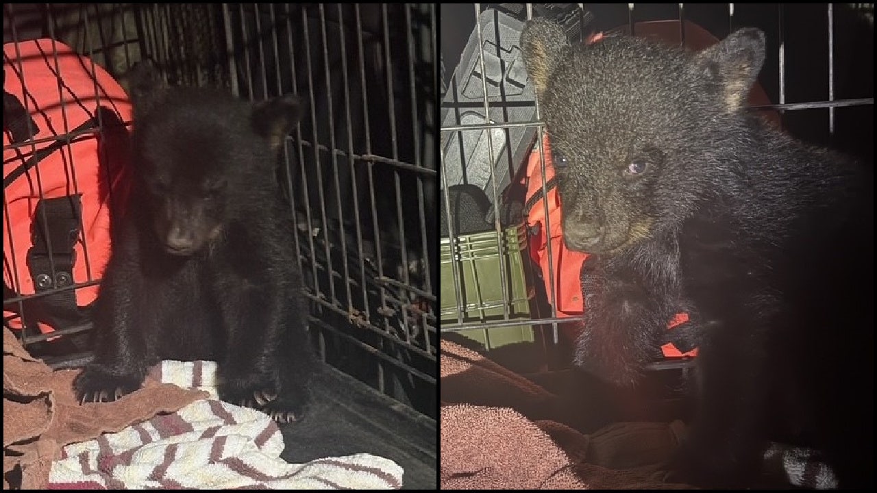 Meet Marshmallow: Orphaned bear cub found in Ocala National Forest