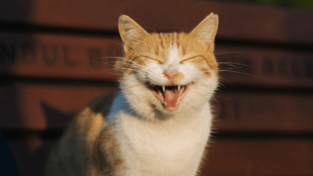 This is what truly makes cats happy, according to experts