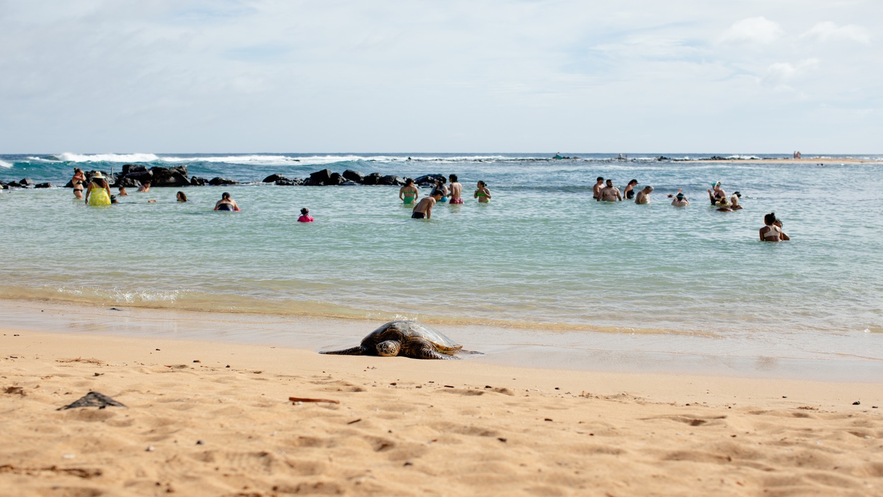 Kauai’s south shore beach has wild turtles, sleeping monk seals, and ...