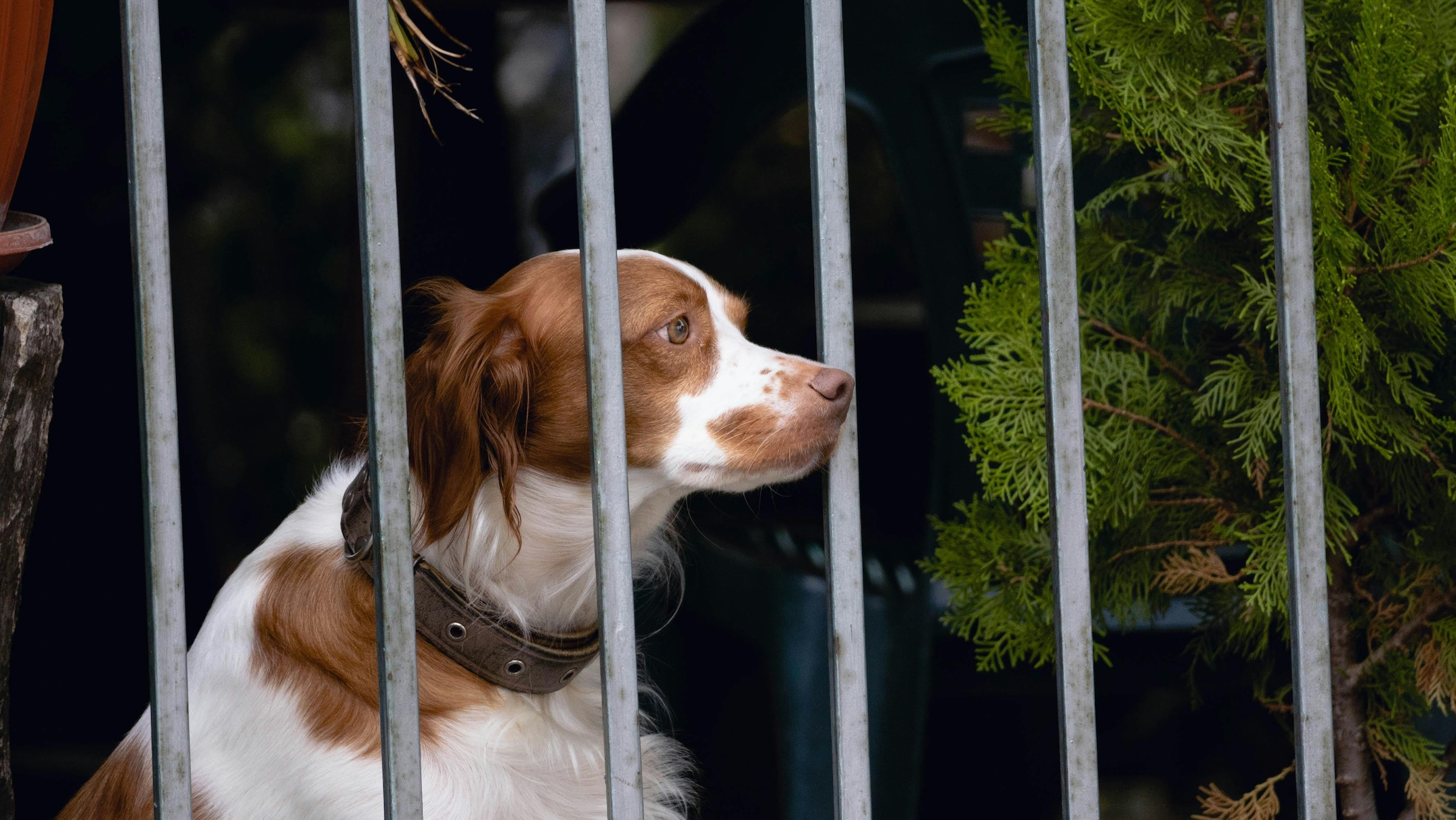 Worried about a neighbour's dog? Here's what you can do