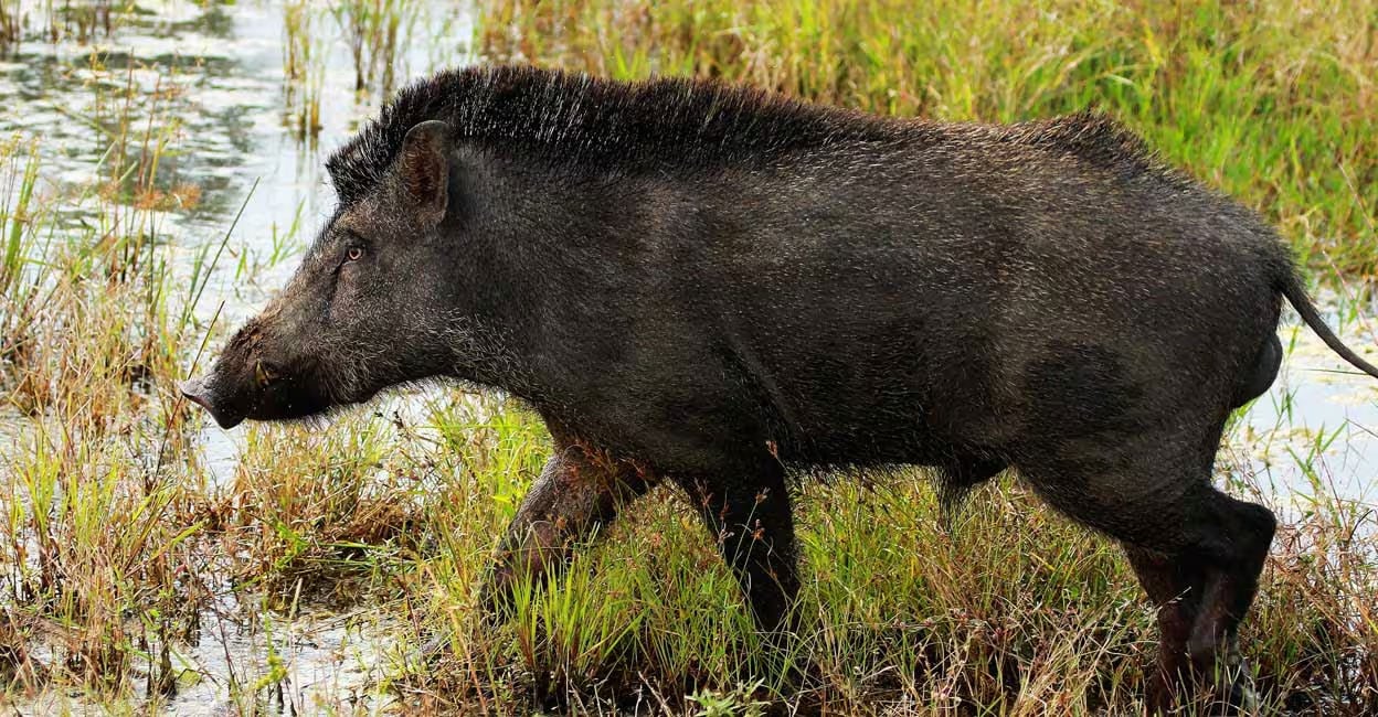 Idukki woman injured in wild boar attack while working on farm