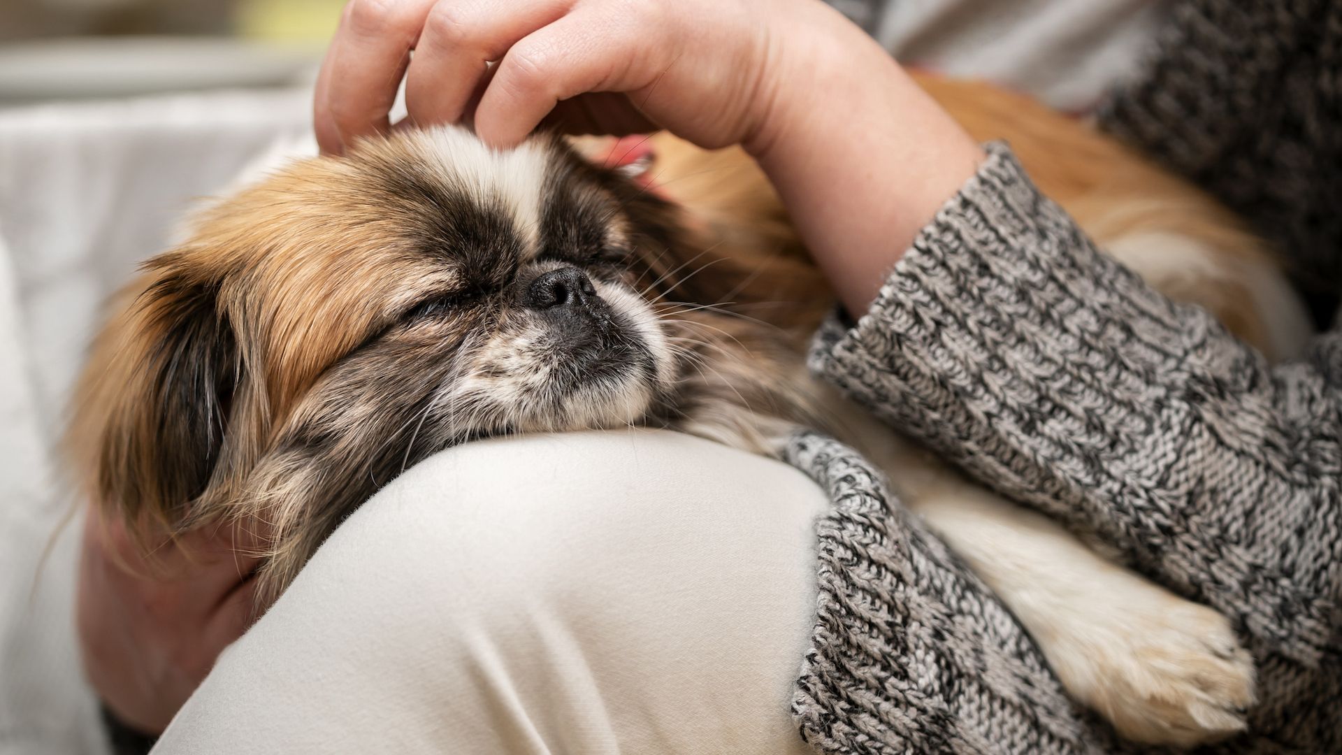 The sleepiest dog breeds