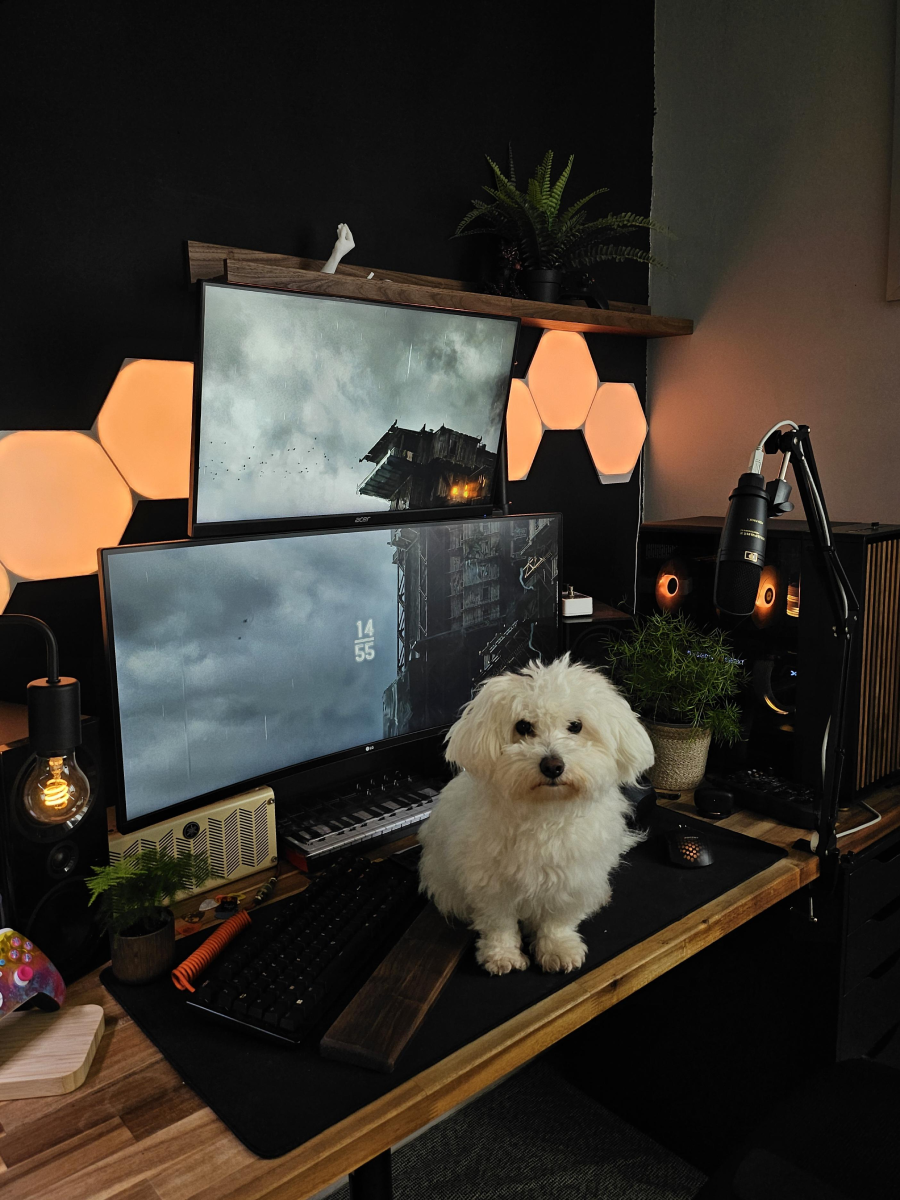 18 animals who clearly think they are the pet owner