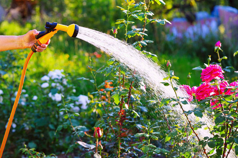 How often you should actually water your roses, according to garden experts