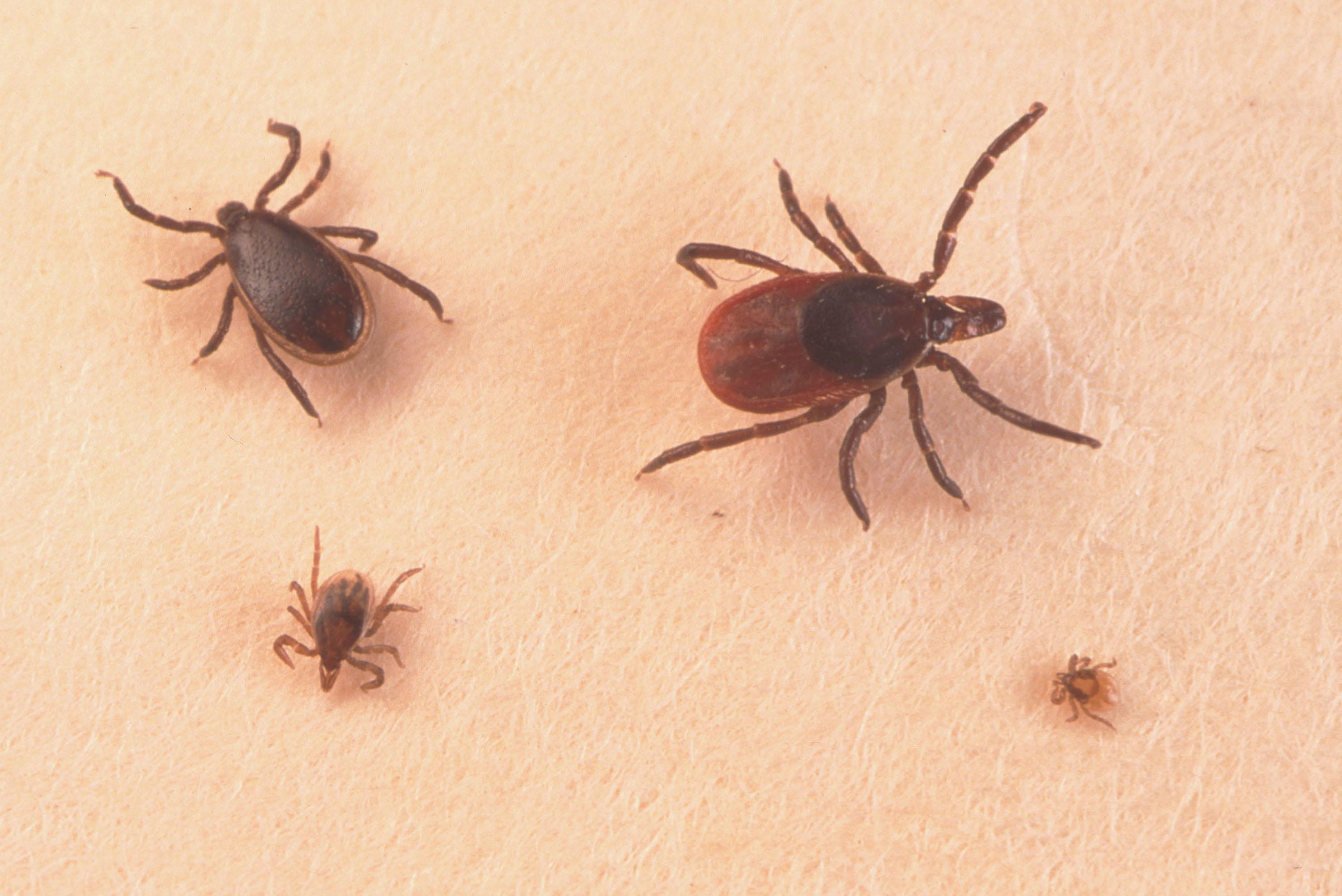 NYS DOH warns about tick-borne illness risks