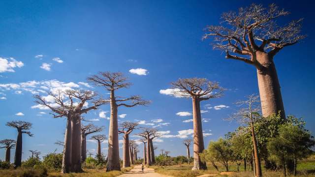 Madagascar's ancient baobab trees store 700 years of Earth's secrets