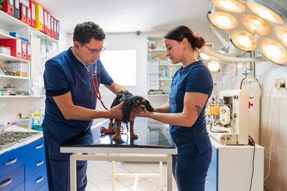 I'm a vet - these 4 tips could keep your pet healthy and cut bills