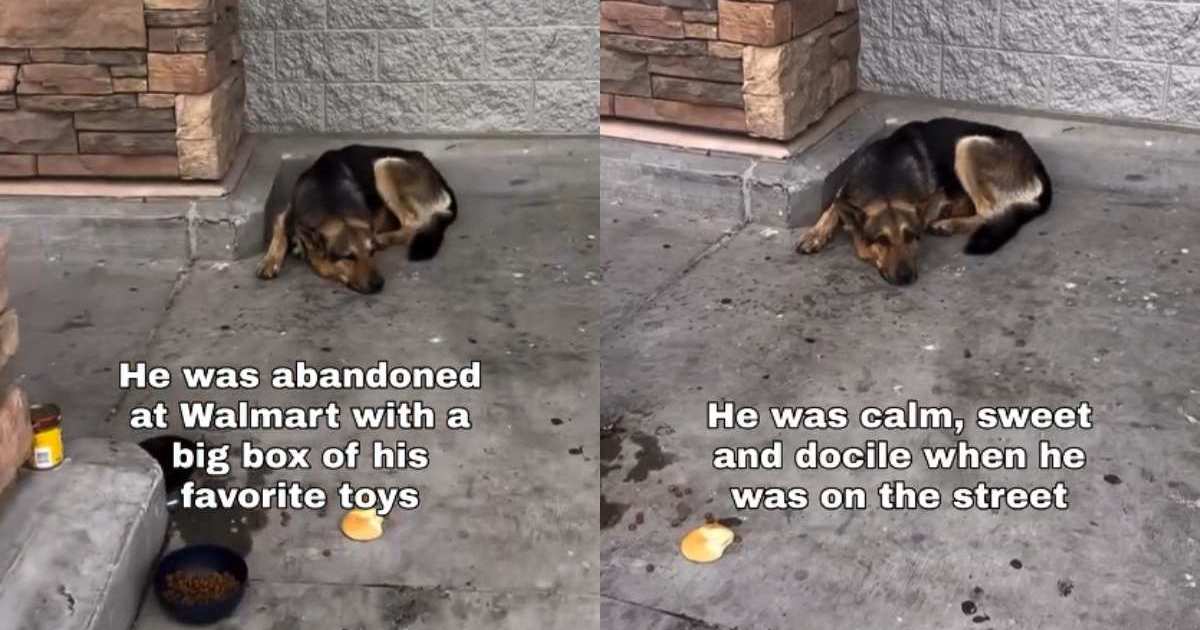 Dog abandoned at Walmart with all his toys just wants a second chance