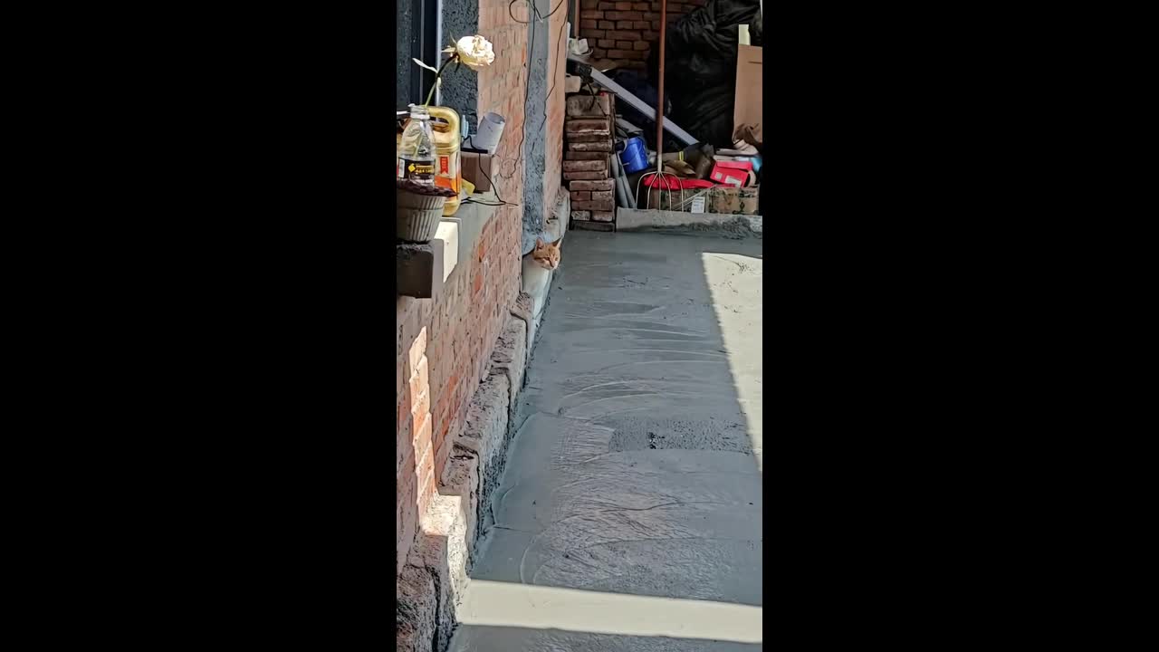 Smart kitten carefully balances along ledge in Shandong, China