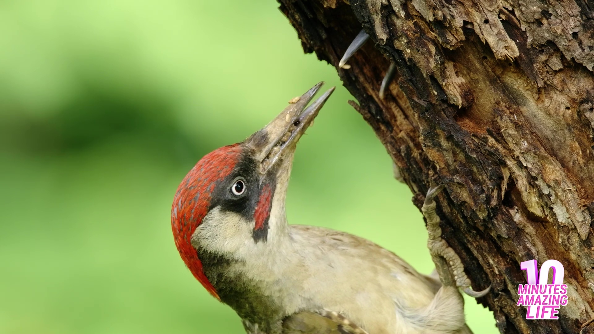 Rare moment woodpecker feeding chicks inside tree