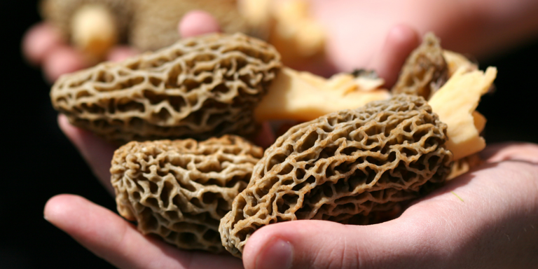 How to preserve and freeze morel mushrooms for storage