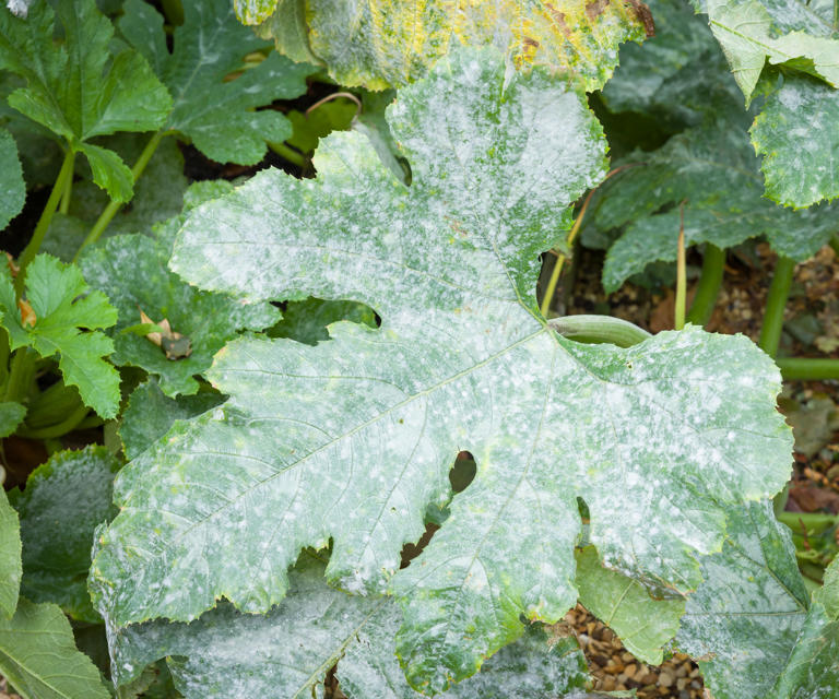 This 1 kitchen staple clears up powdery mildew fast – make a cheap ...