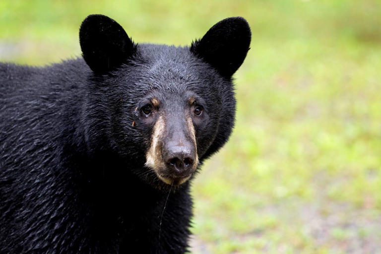 Watch a brave yellow lab defend his home from a curious black bear
