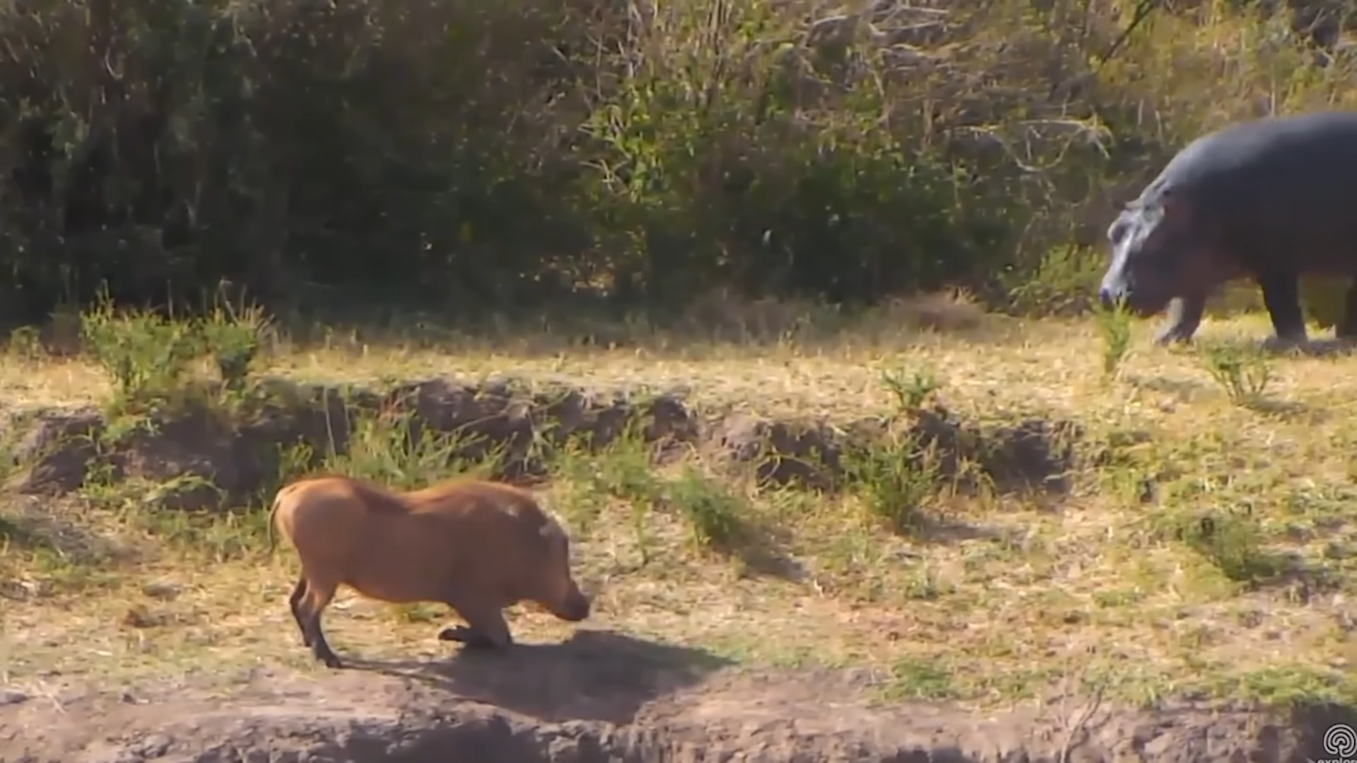Watch what happens when a hippo meets a wild pig