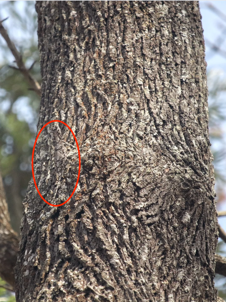 Can you spot the 'flying' creature? Hint: It's not an owl
