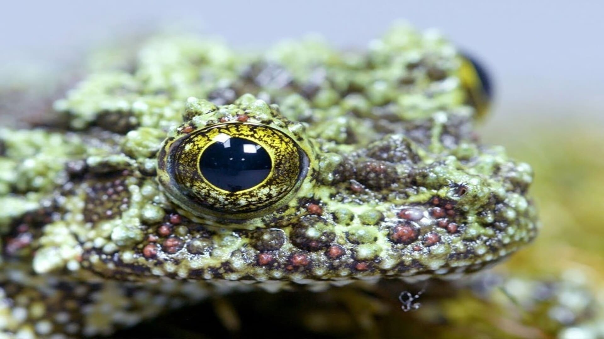 Mossy frog, the master of camouflage in Vietnam forests