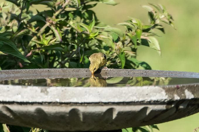 Goldfinch nests: Everything you need to know