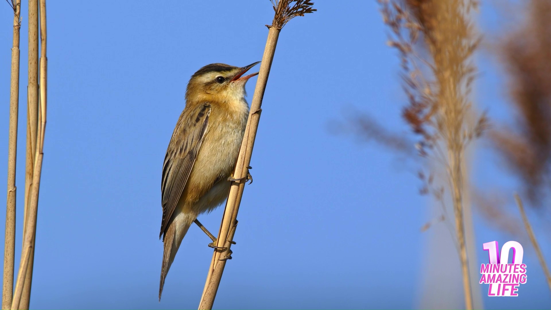 Tiny bird with surprisingly loud and powerful voice