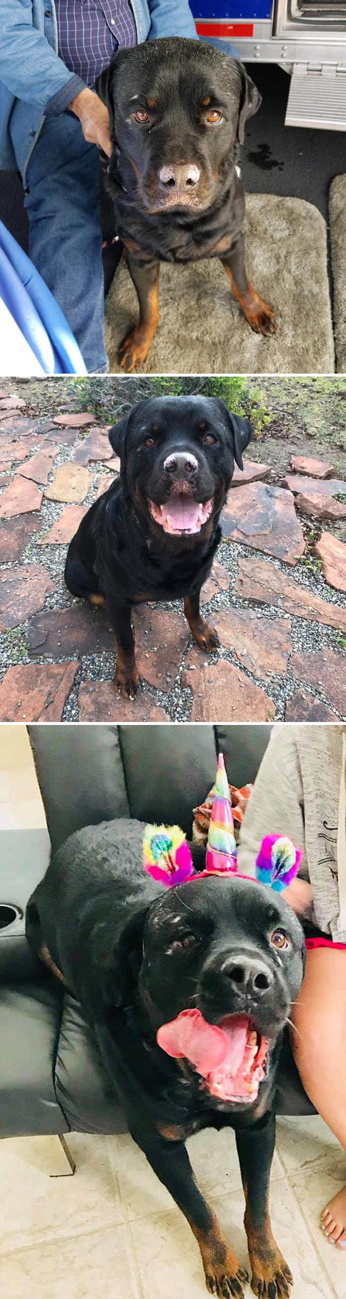 29 heartwarming pet then and now pictures