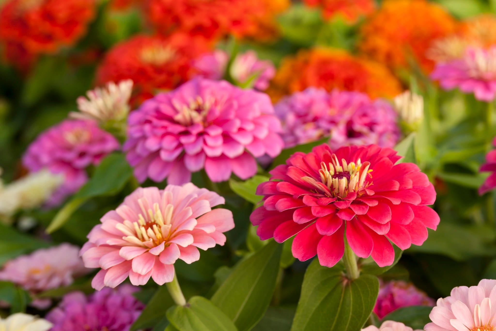 24 beautiful flowers that any beginner can grow