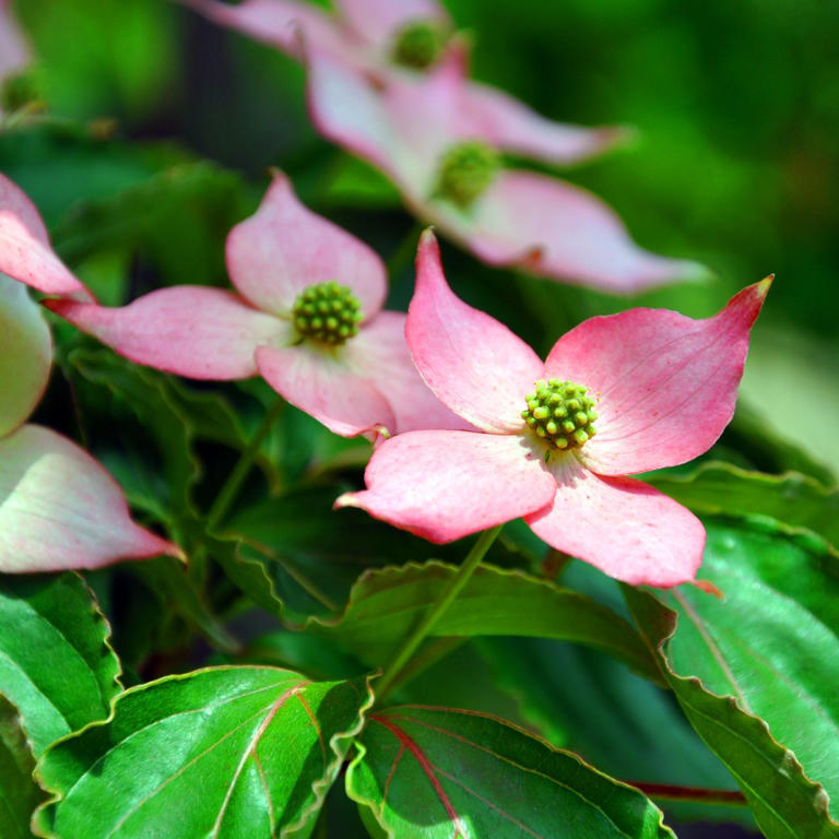 10 accent plants landscape designers love & anyone can grow
