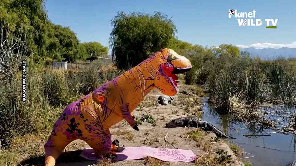 T-Rex yoga in an alligator pen