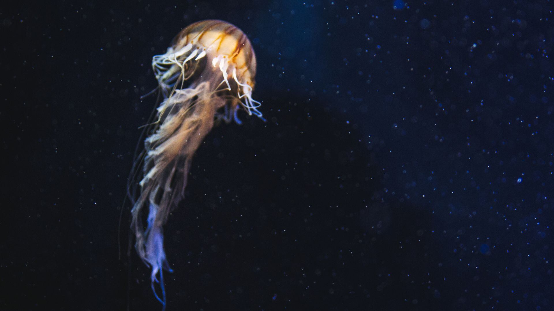 El fantasma letal de las profundidades del océano: así es la medusa de ...
