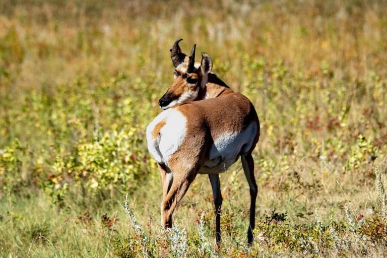 Wildlife Experts Say These Animal Warning Sounds Mean More Than People ...