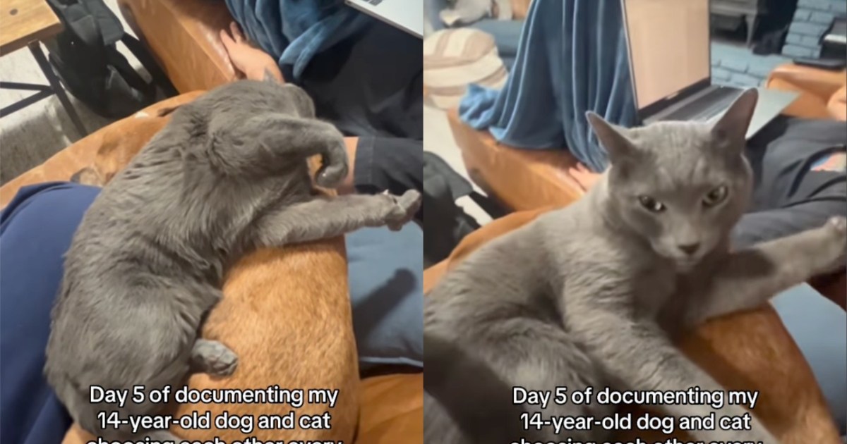 Cat curls up on senior dog, showing they'd pick each other every day